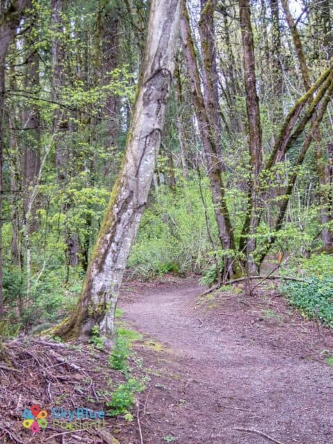 Lake Grove Neighborhood Guide - SkyBlue Portland